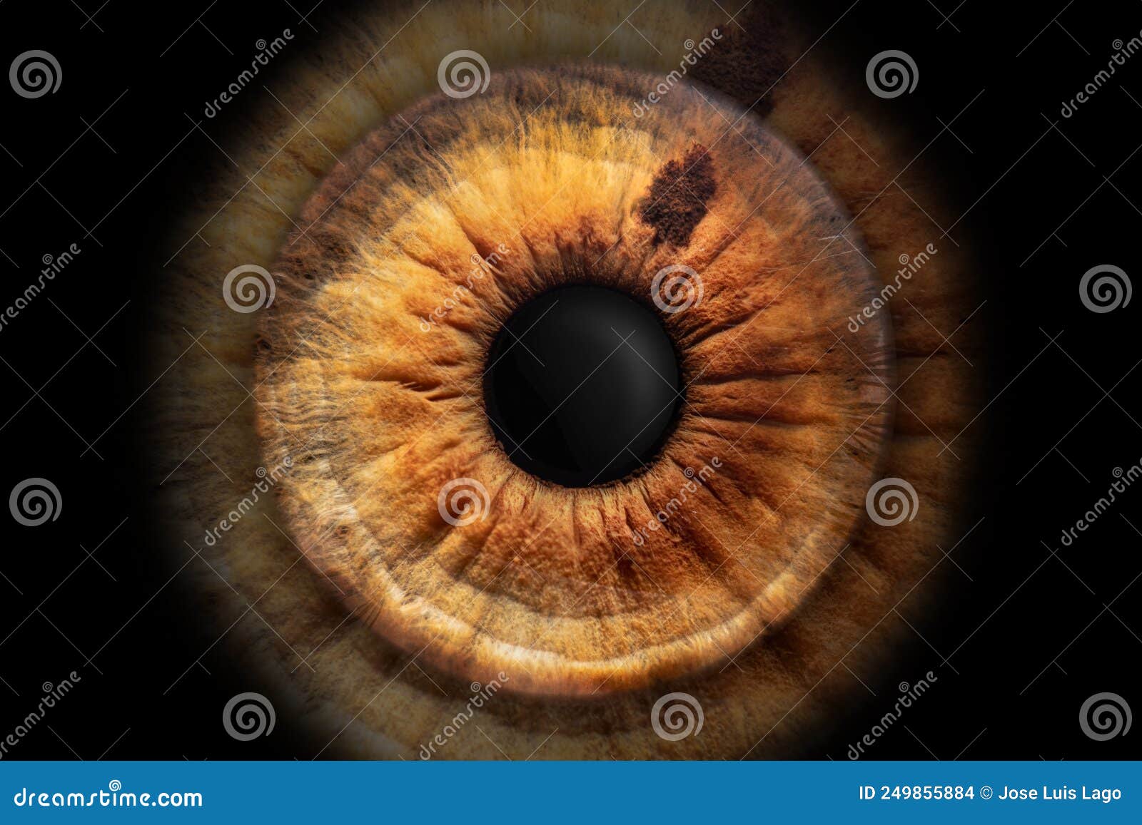 Close-up Shot Macro Photo of the Iris of a Eye, Ideal for Background or ...