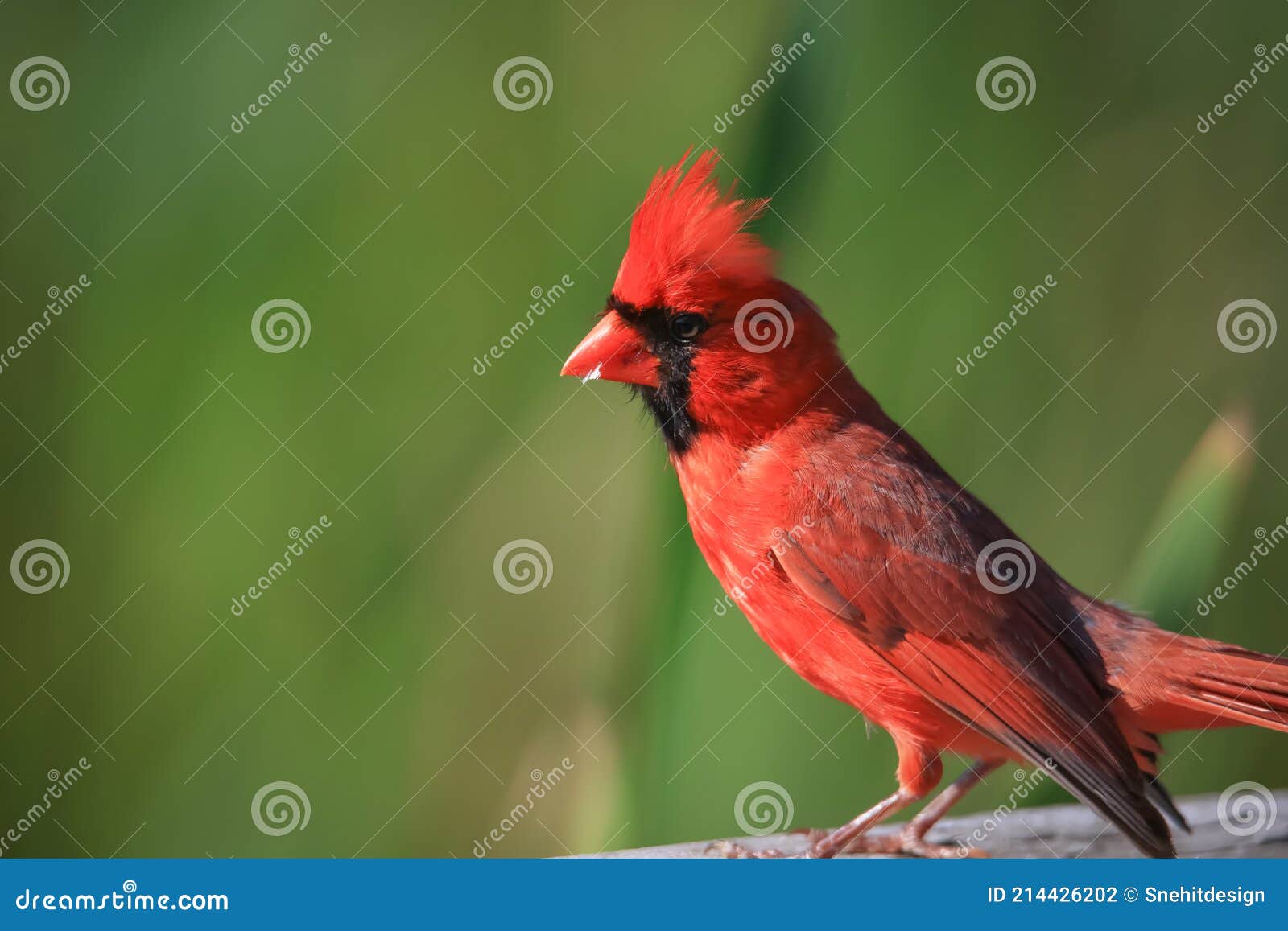 Close Up Shot of Male Cardinal Bird Stock Photo - Image of branch ...