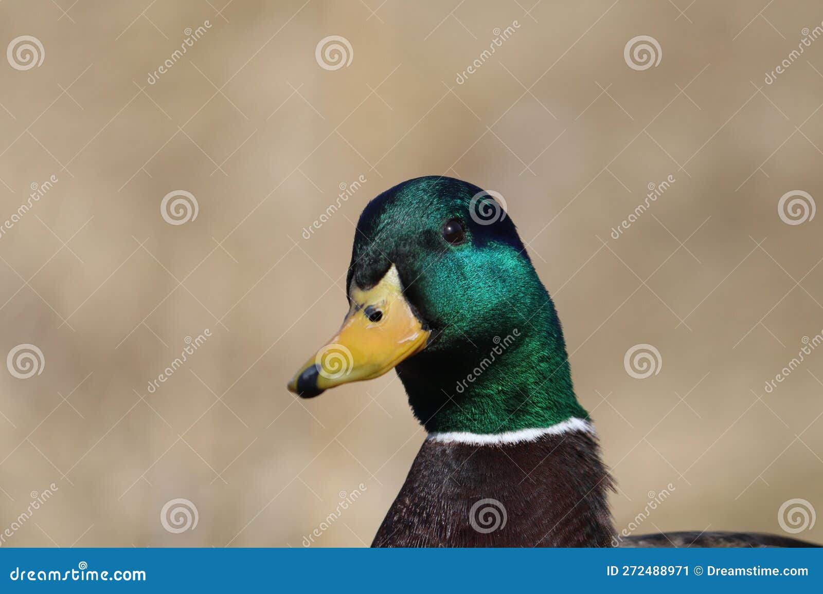 Mallard Duck Head shot. stock image. Image of head, waterway - 272488971