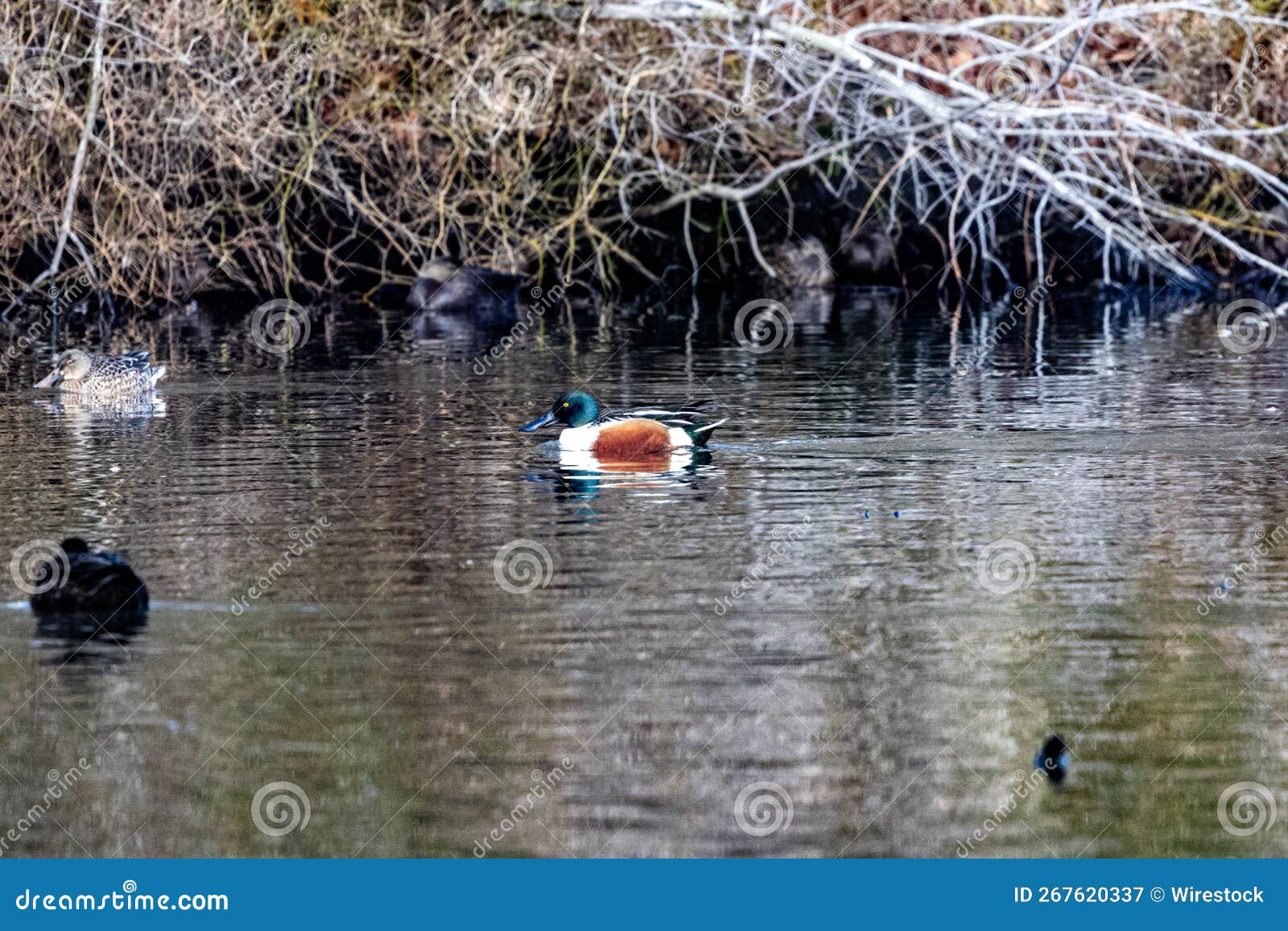 Close-up Shot of Mallard Ducks in a Water Stock Image - Image of animal ...