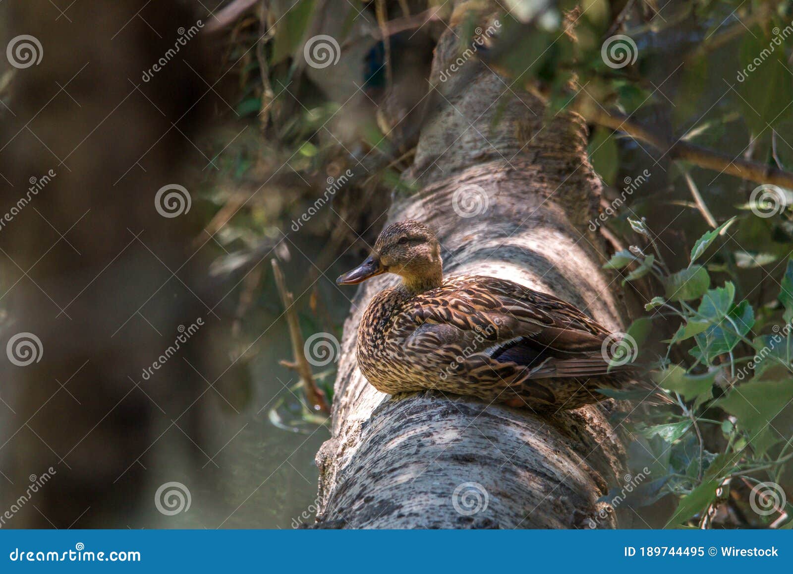 Close Up Shot of a Mallard Sitting on a Tree Stock Image - Image of ...