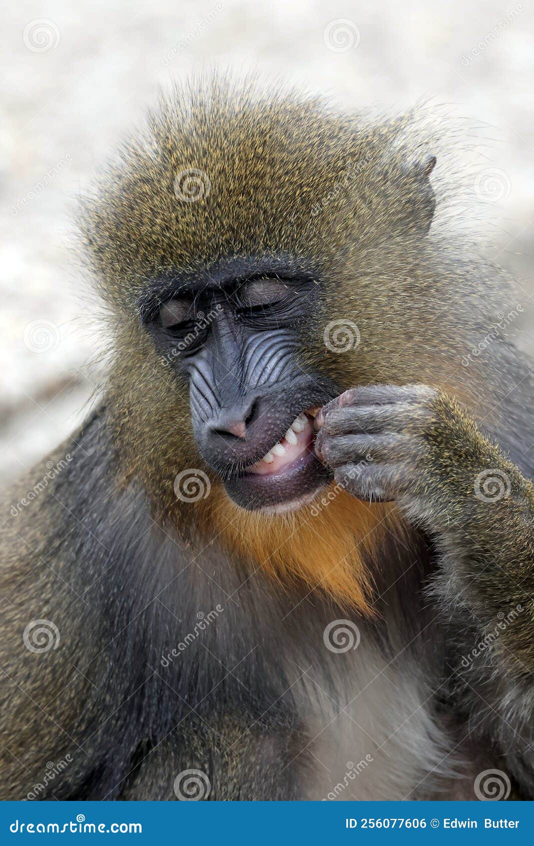 Close Up Shot of Mandrill Mandrillus Sphinx Stock Photo - Image of park ...