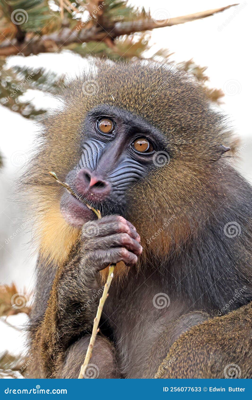 Close Up Shot of Mandrill Mandrillus Sphinx Stock Image - Image of ...