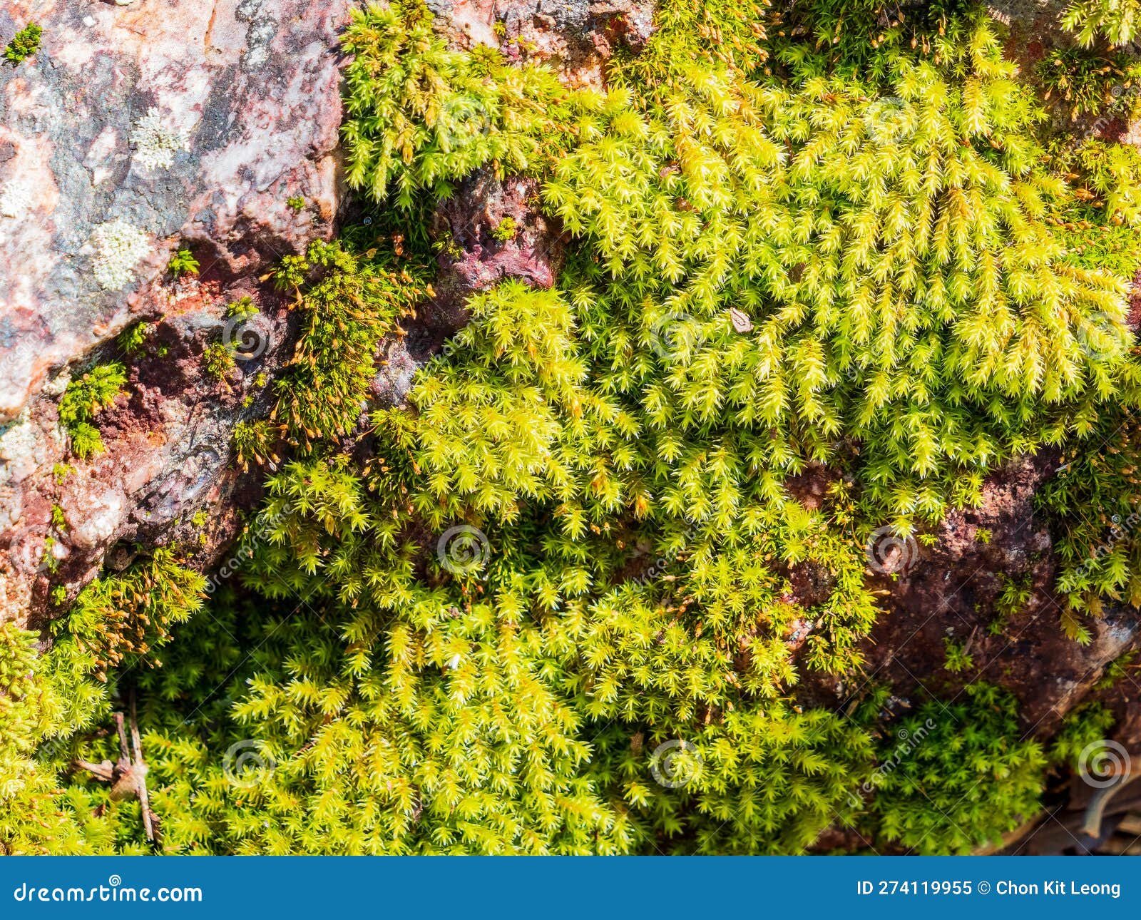 Close Up Shot of Many Peat Moss in Beavers Bend State Park Stock Image ...