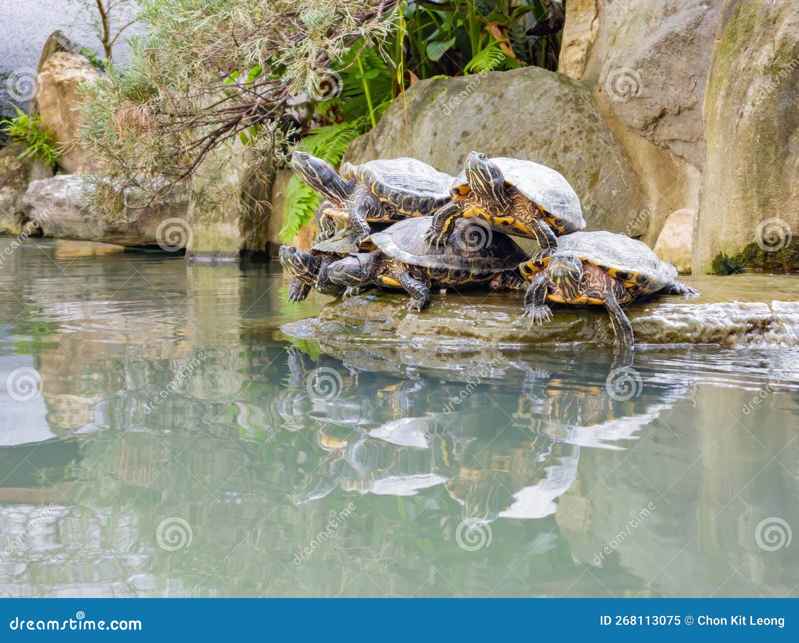 Close Up Shot of Many Turtles Stack Up Stock Image - Image of travel ...