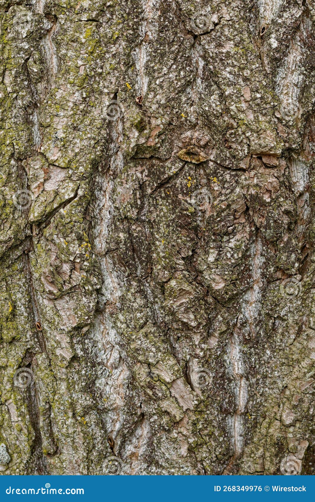 Close-up Shot of Maple Bark Texture - Perfect Wallpaper Stock Photo ...