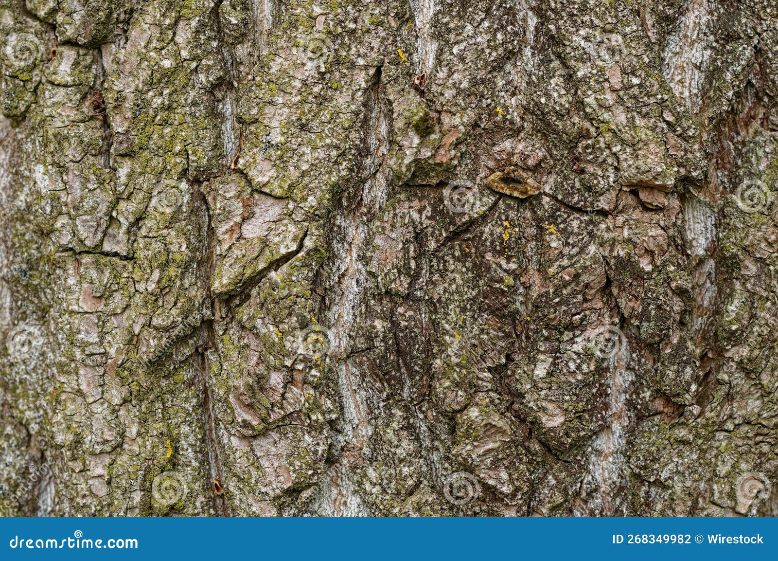 Close-up Shot of Maple Bark Texture - Perfect Wallpaper Stock Photo ...