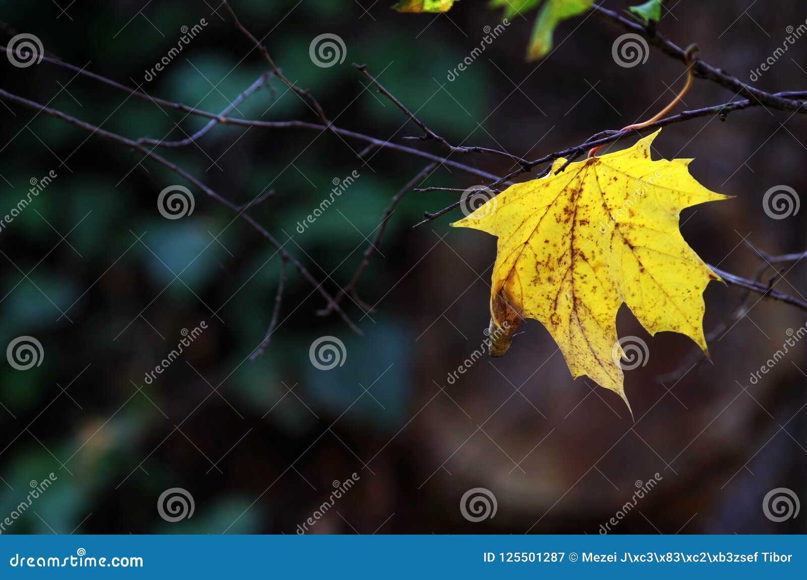 Magical Maple stock image. Image of greece, katerini - 125501287