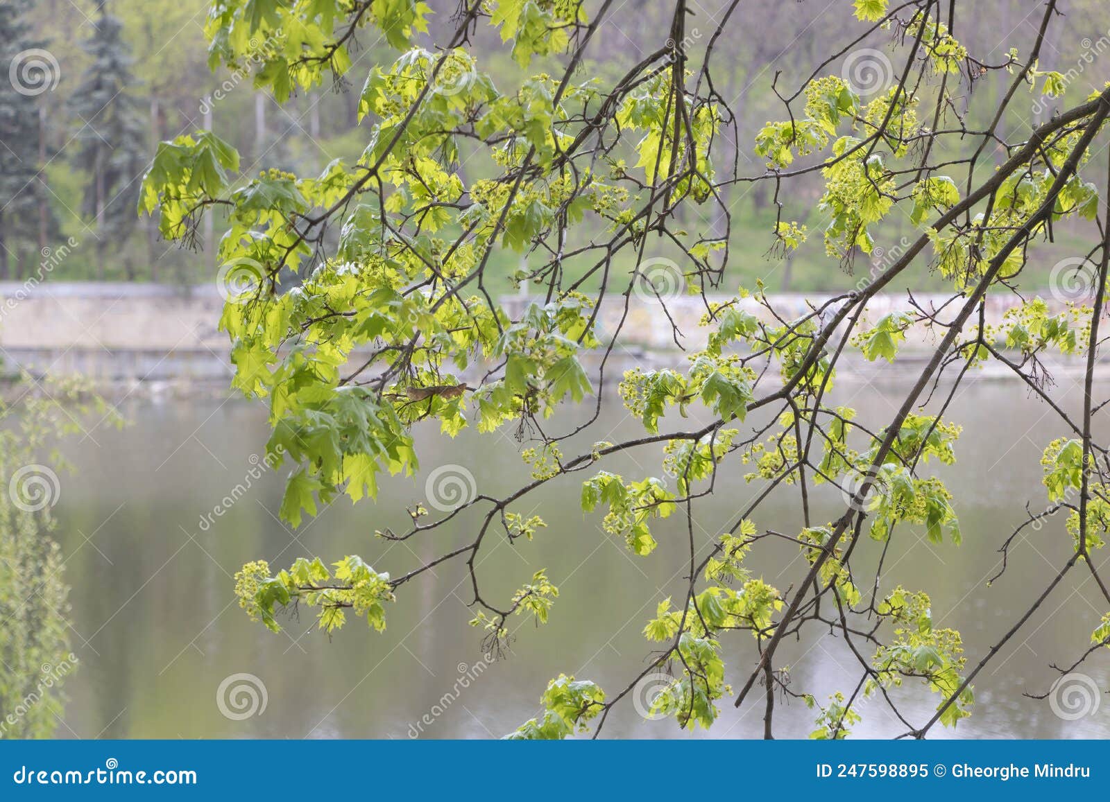 Close Up Shot of Maple Tree with New Leaves in Spring and in the ...