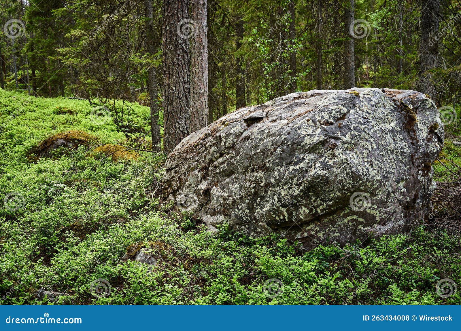 Close-up Shot of a Massive Rock in a Forest Stock Photo - Image of ...