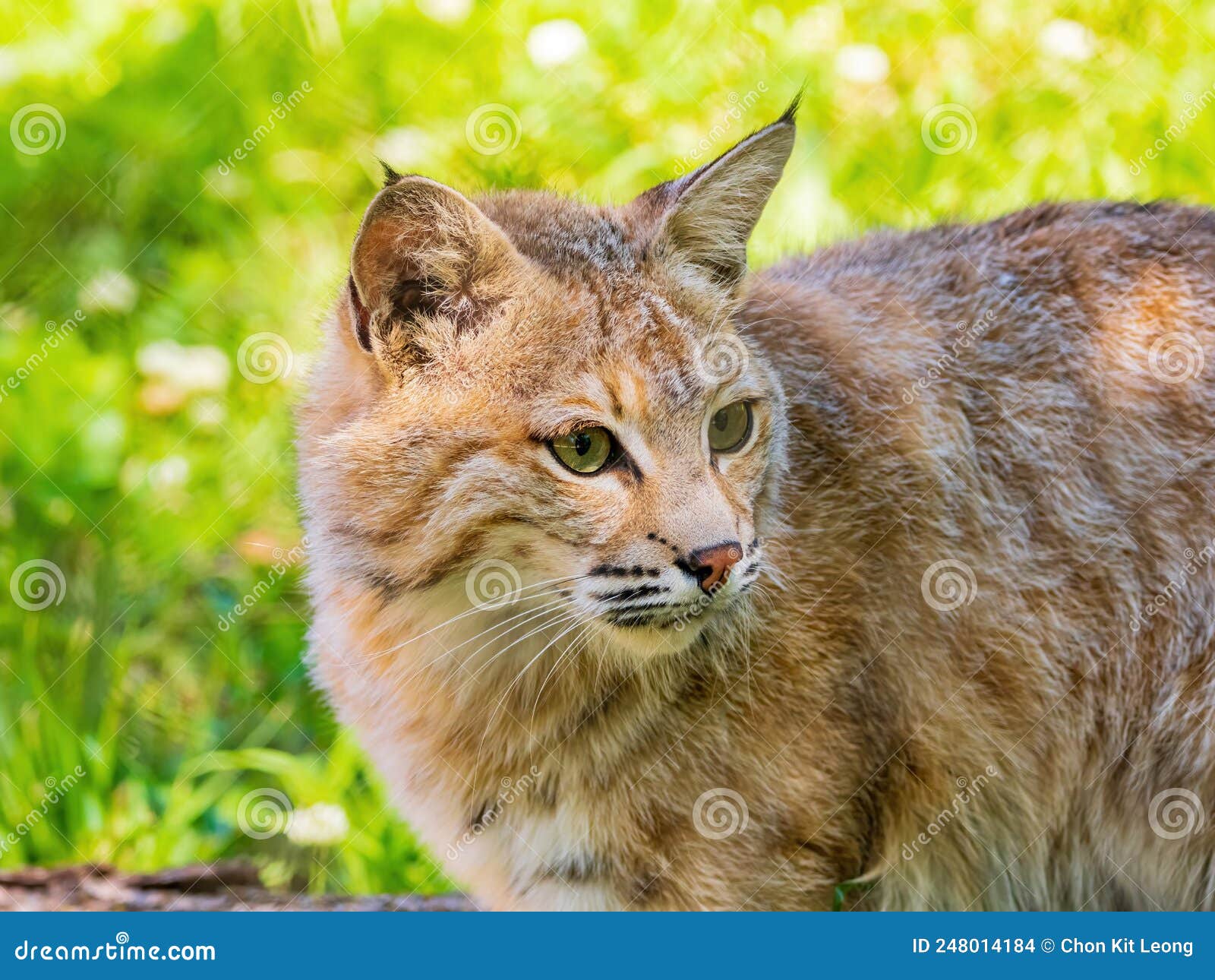 Close Up Shot of Mexican Bobcat Stock Photo - Image of outdoor, city ...