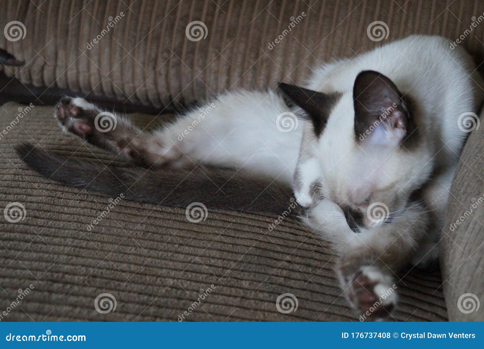 Stardust cat stock photo. Image of wild, feral, house - 176737408
