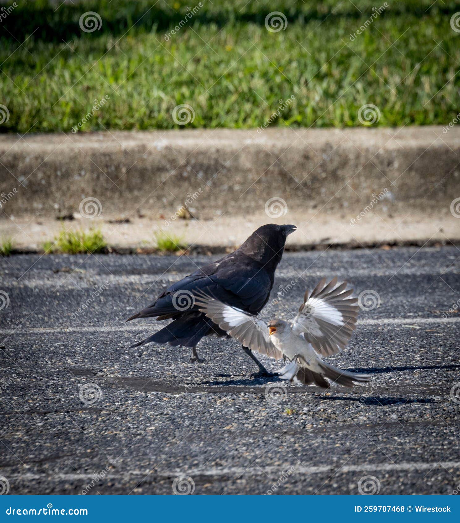 Close-up Shot of a Mockingbird and Crow Screaming Stock Photo - Image ...