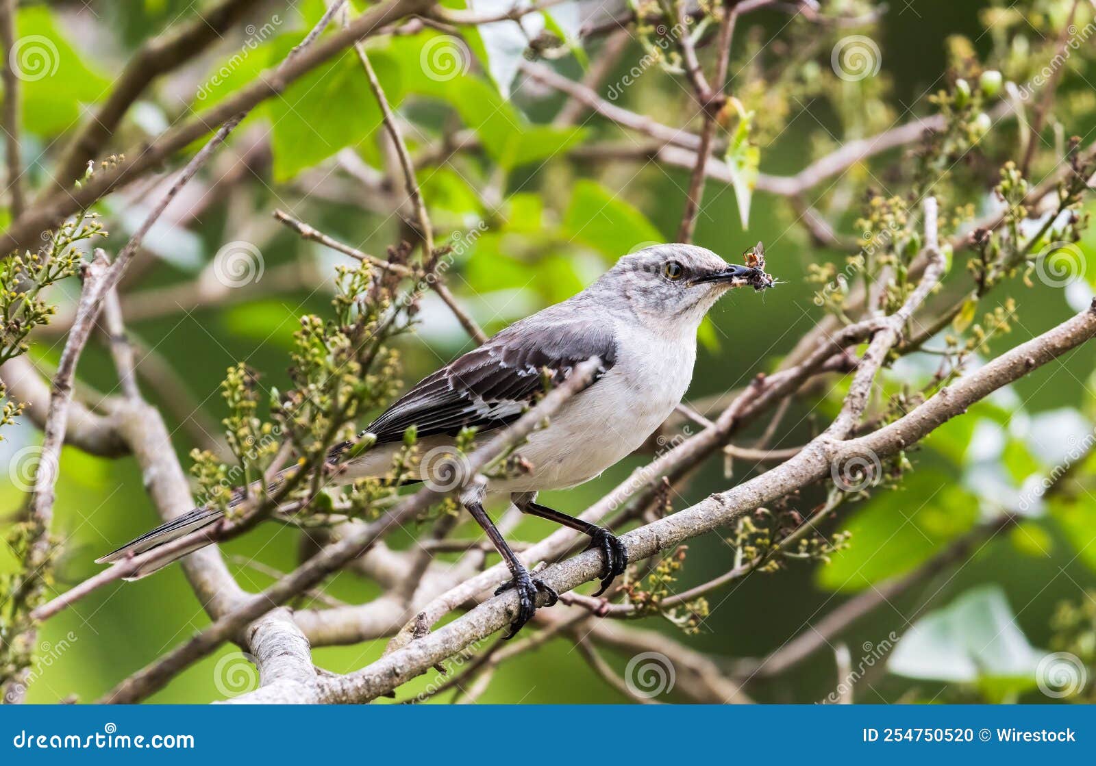 Close-up Shot of a Mockingbird on a Tree Stock Photo - Image of small ...