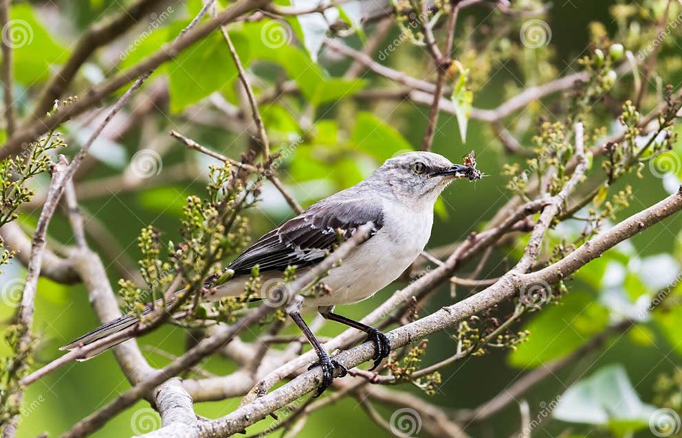 Close-up Shot of a Mockingbird on a Tree Stock Photo - Image of small ...