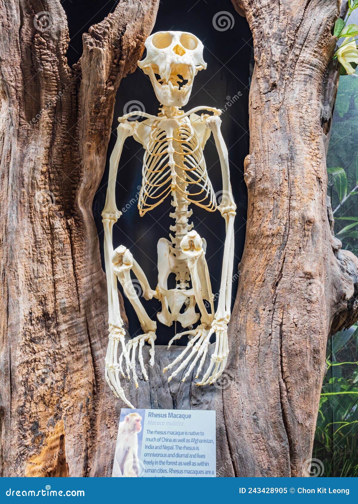 Close Up Shot of the Monkey Bone in the Museum of Osteology Editorial ...