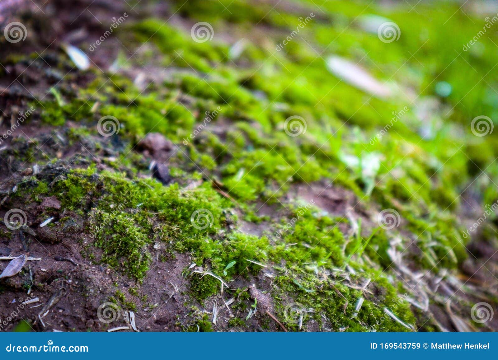 Close Up Shot of Moss on a Rock in the Mud Stock Image - Image of close ...