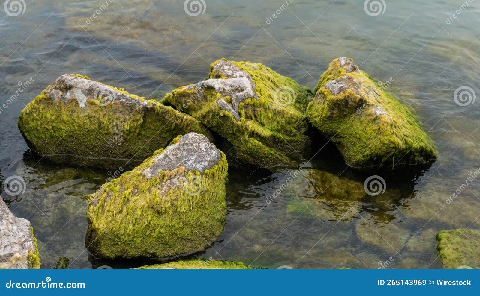 Close-up Shot of Mossy Rocks in a Water Stock Image - Image of rocks ...