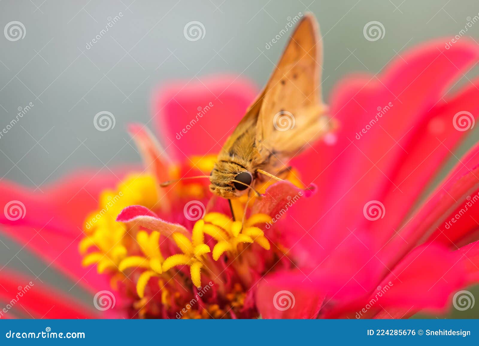 Close Up Shot of Moth on a Pink Flower Stock Photo - Image of nectar ...