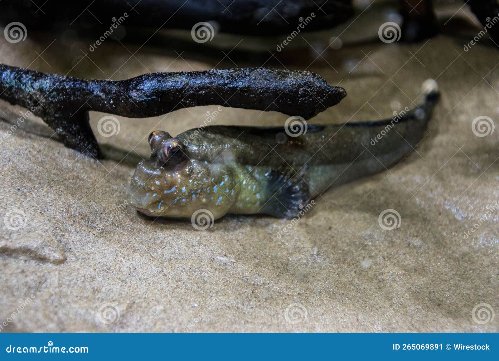 Close-up Shot of a Mudskipper Underwater Stock Image - Image of nature ...