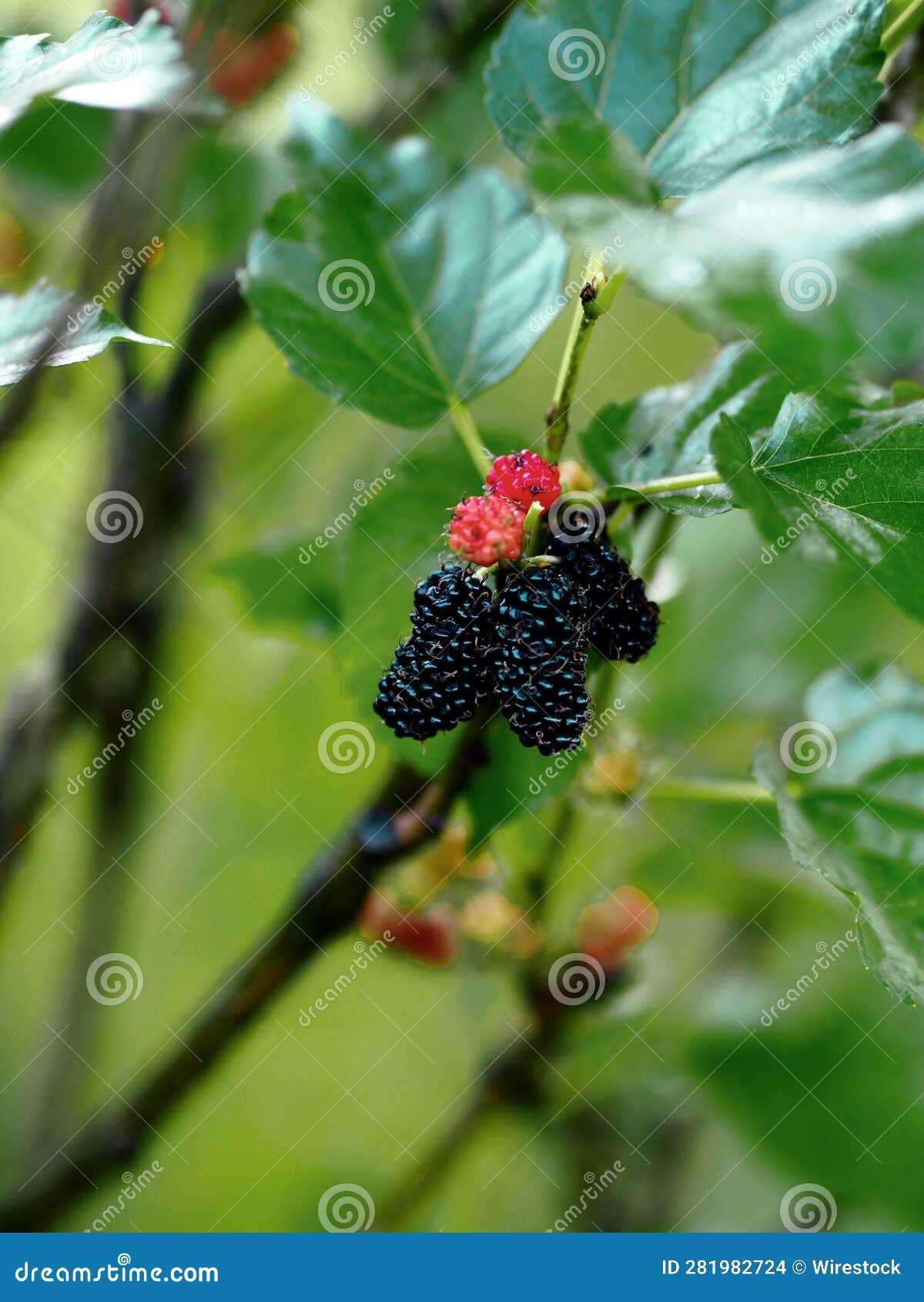 Close-up Shot of Mulberries Hanging from the Tree Stock Photo - Image ...
