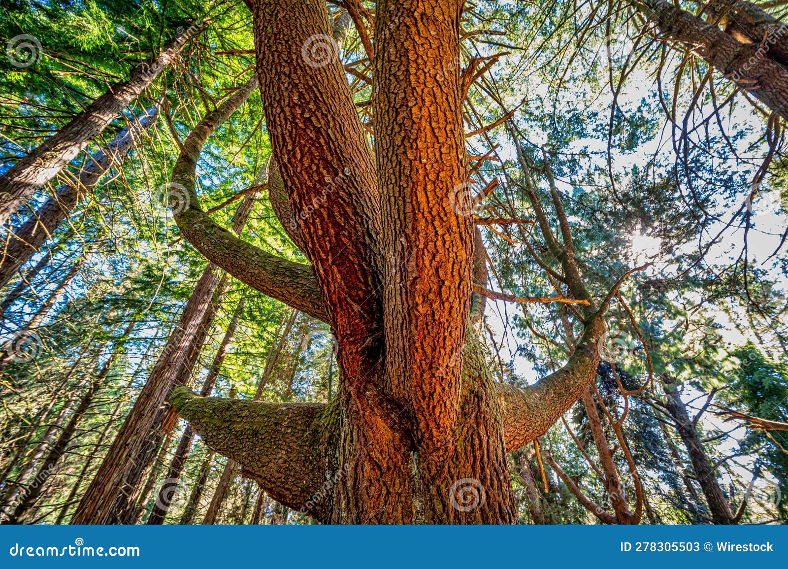 Close-up Shot of Multiple Tree Trunks in a Forest, Showcasing the ...