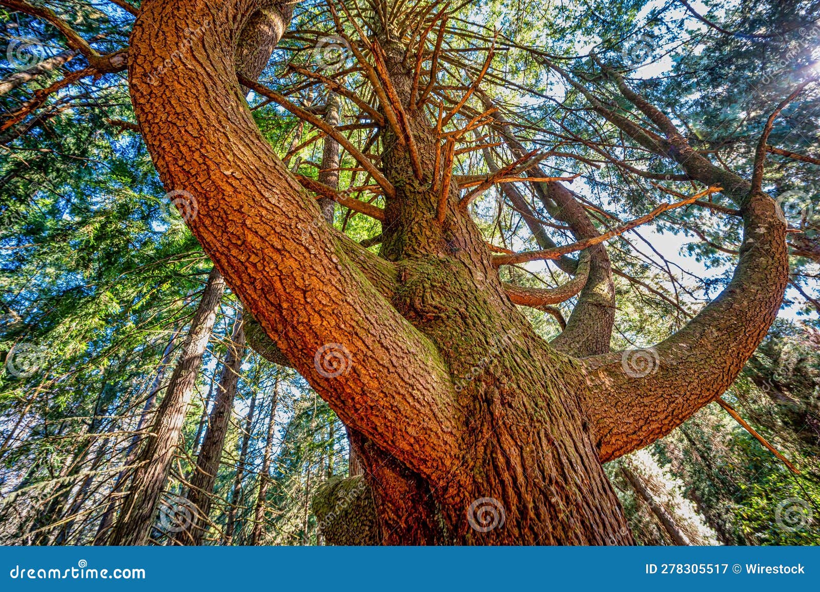 Close-up Shot of Multiple Tree Trunks in a Forest, Showcasing the ...