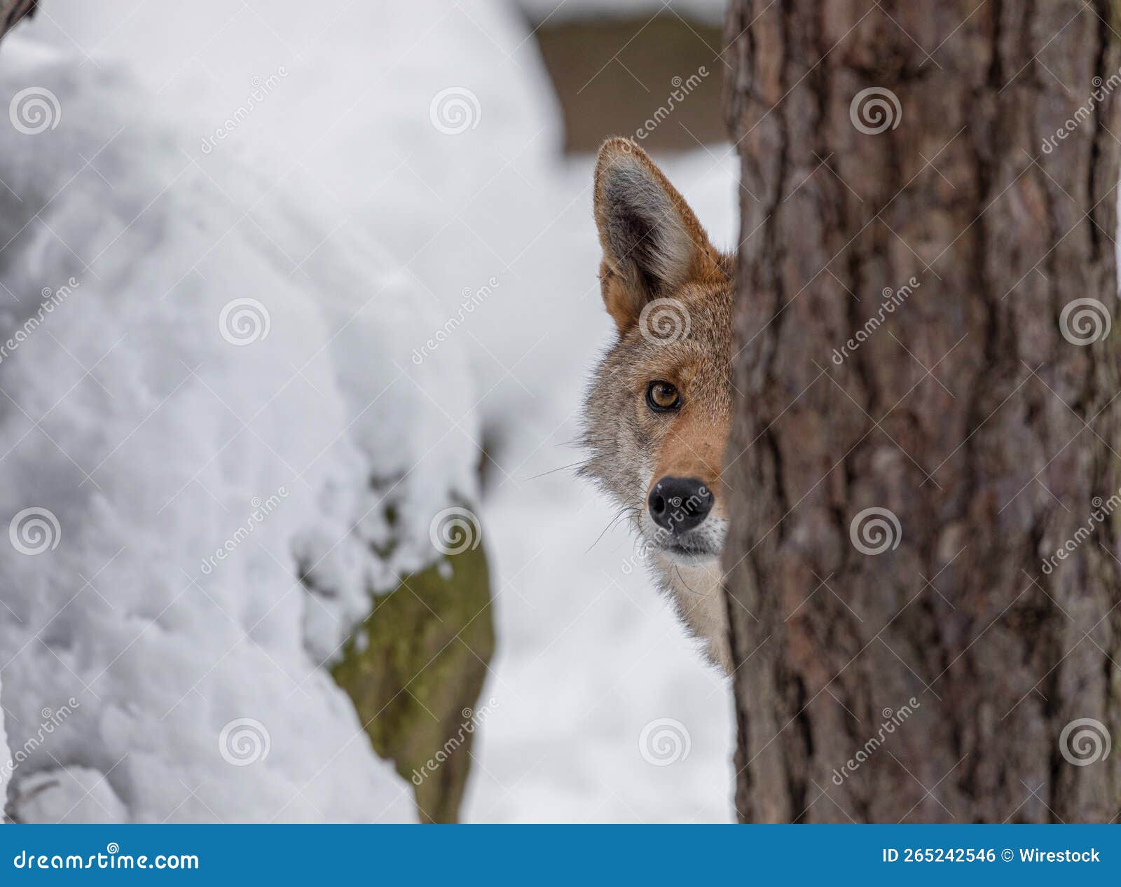 Close-up Shot of the Muzzle of a Coyote Hiding Behind the Tree Stock ...