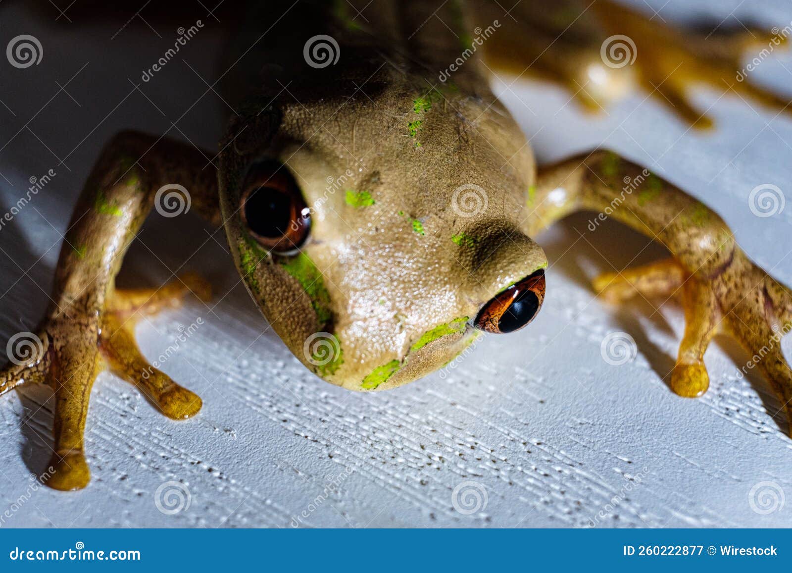 Natal Tree Frog, Holding On, Desperation, Symbolic Of Life, When The ...