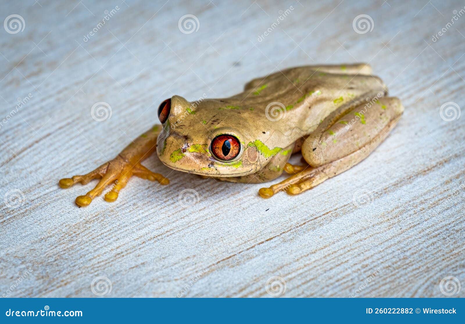 Natal Tree Frog, Holding On, Desperation, Symbolic Of Life, When The ...