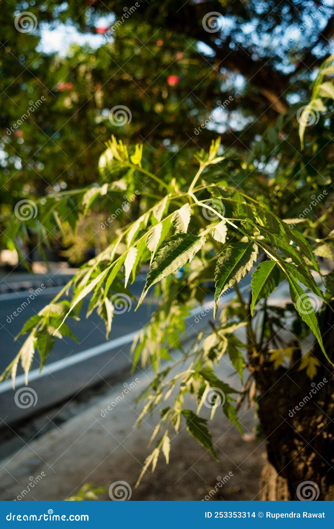 A Close Up Shot of a Neem Tree Leaves. India Stock Photo - Image of ...