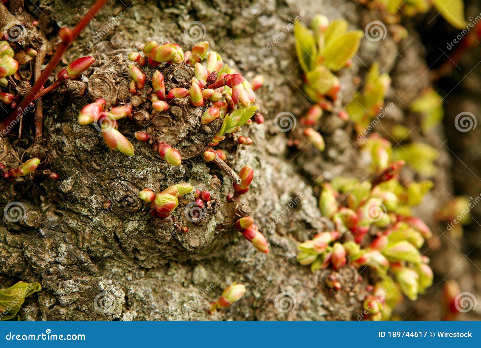 Close-up Shot of Newly Growing Buds on a Tree Stock Image - Image of ...