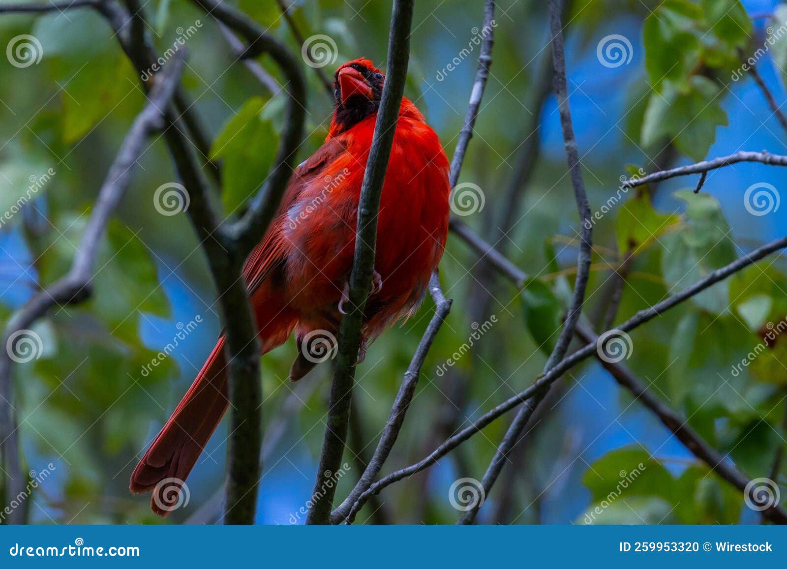 Close-up Shot of a Northern Cardinal Sitting on a Tree Branch Stock ...