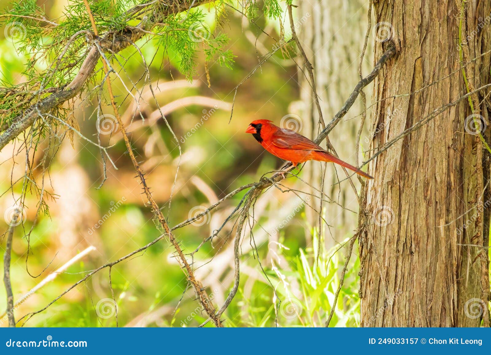 Close Up Shot of Northern Cardinal on a Tree Stock Image - Image of ...
