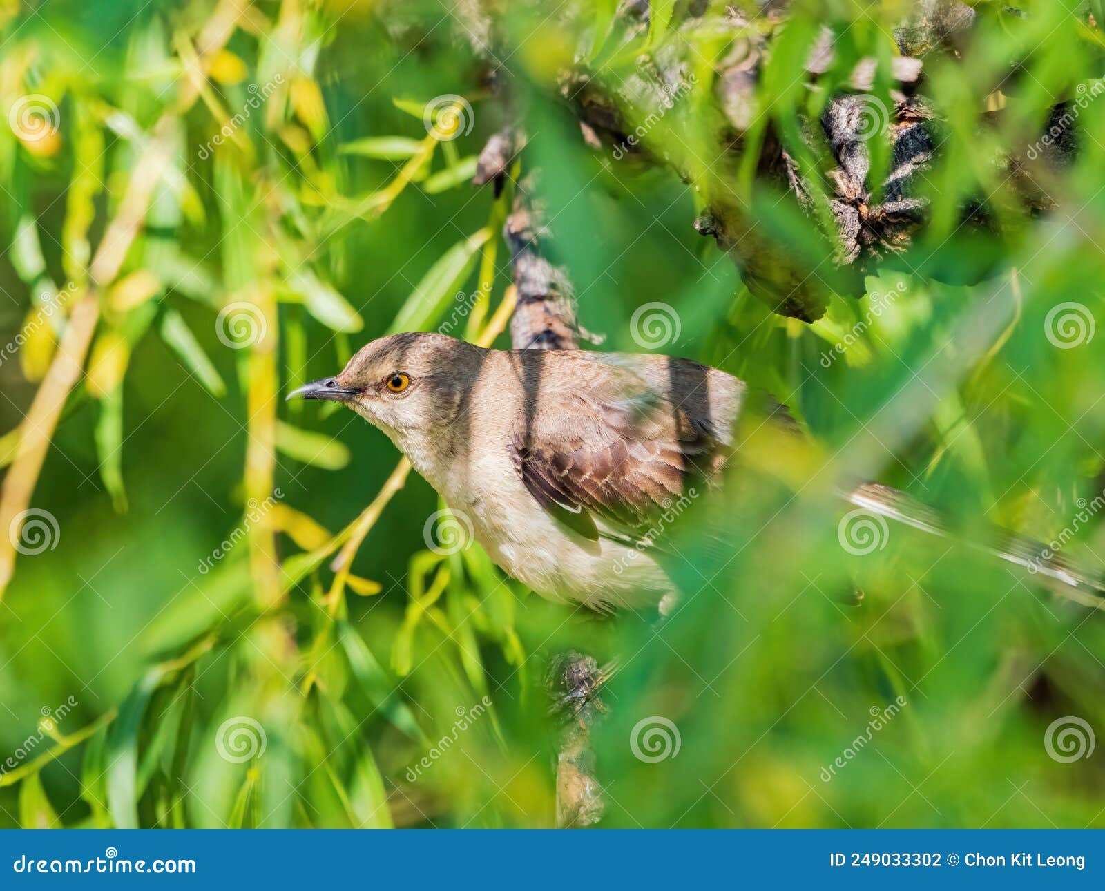 Close Up Shot of Northern Mockingbird Hiding in a Tree Stock Photo ...