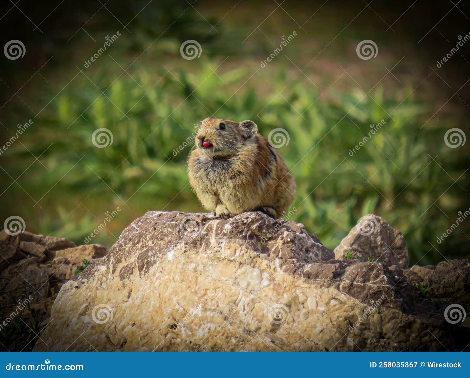 Northern Pika (Ochotona Hyperborea). Pika Among The Stones Covered With ...