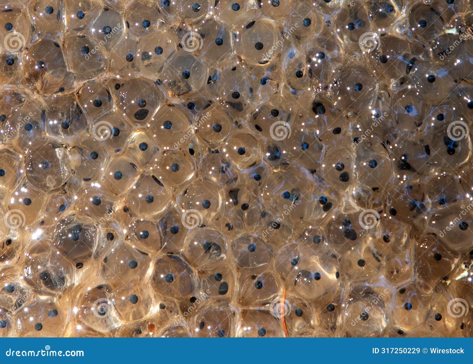 Close-up Shot of Numerous Frog Eggs Stock Image - Image of freshwater ...