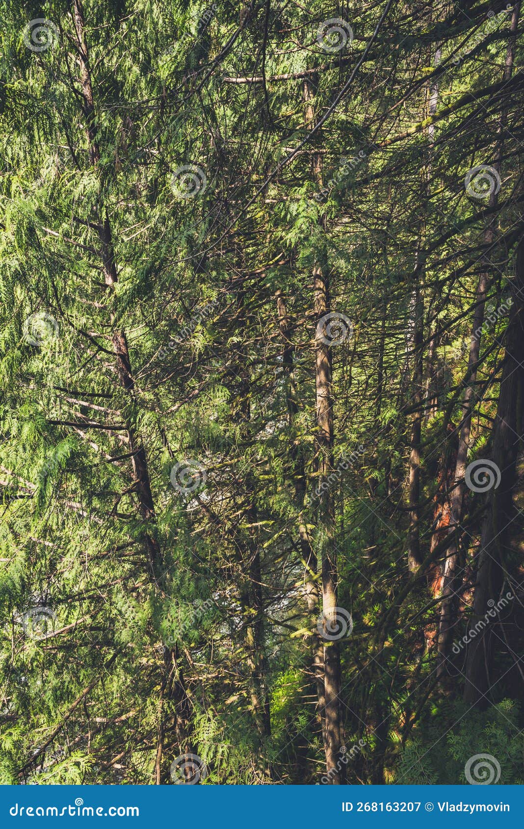 Close Up Shot O a Deep Rainforest Stock Image - Image of people ...
