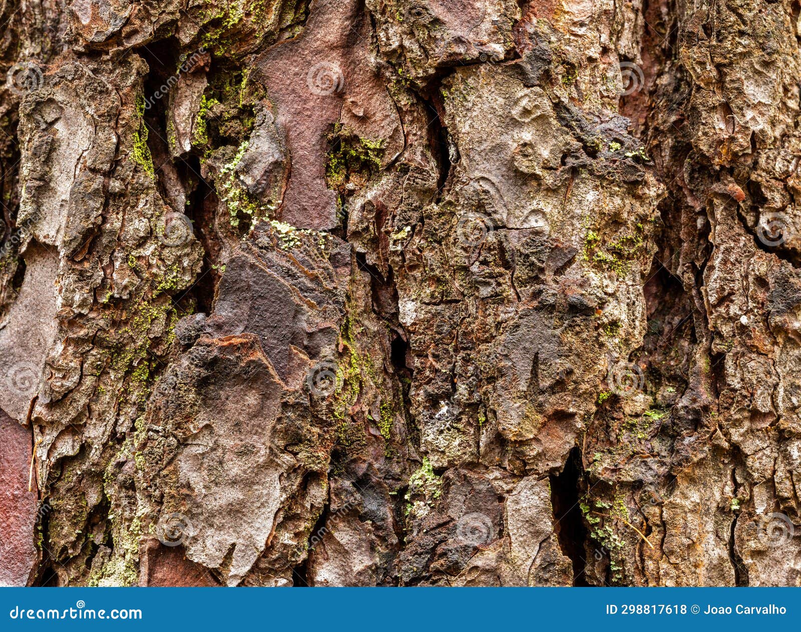 Close Up Shot of an Old Rugged Bark - Pine Tree Stock Photo - Image of ...