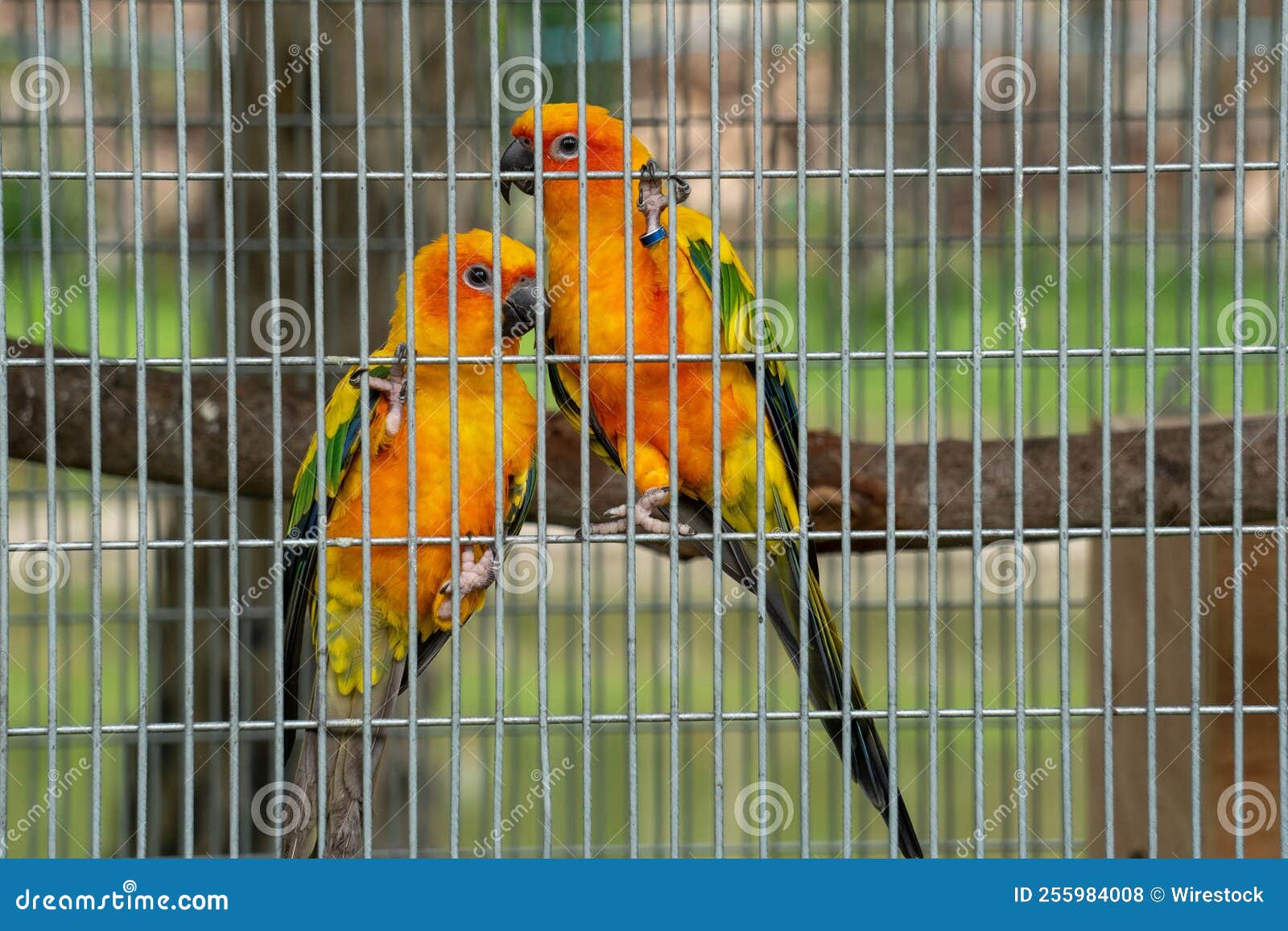 Close-up Shot of Orange Parrots in a Cage Stock Photo - Image of ...