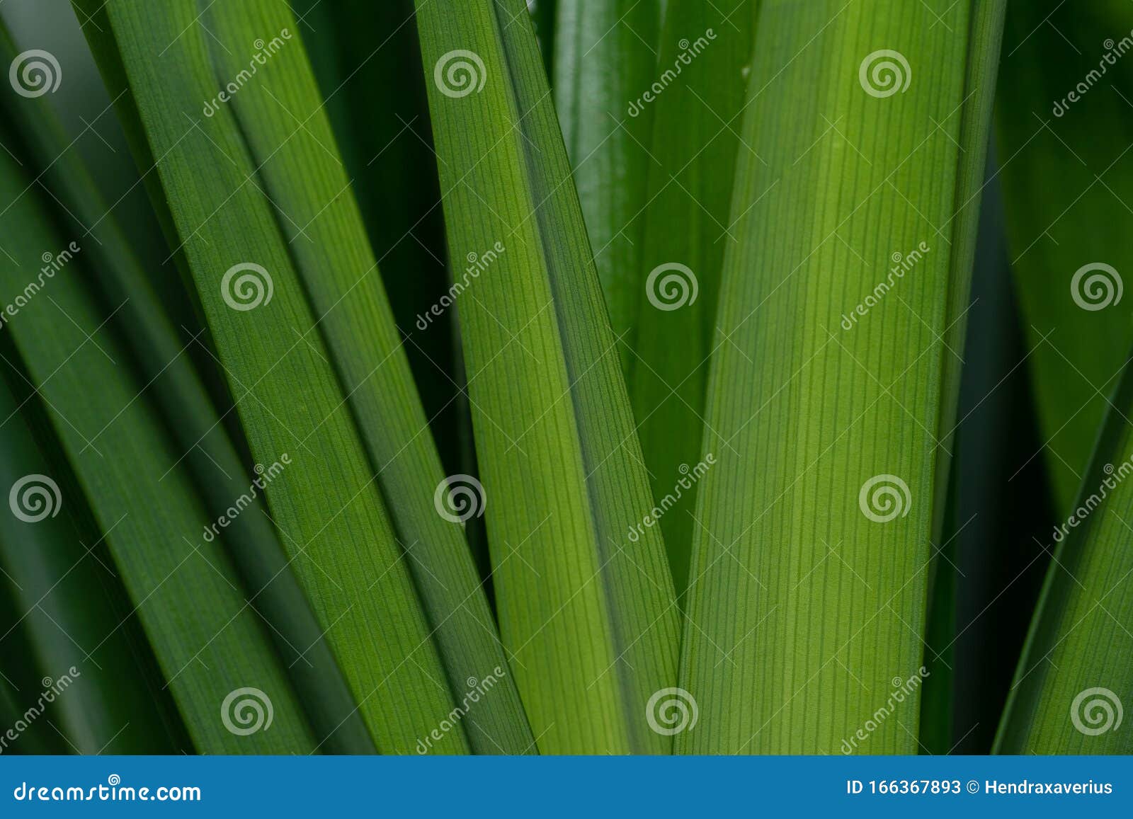 Close Up Shot of Organic Pandan Leave Stock Image - Image of organic ...