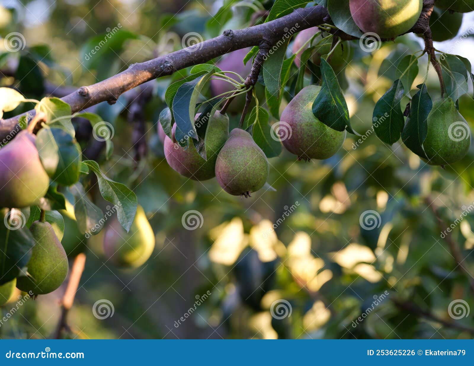 A Close-up Shot of Organic Pears Growing on a Pear Tree Stock Photo ...