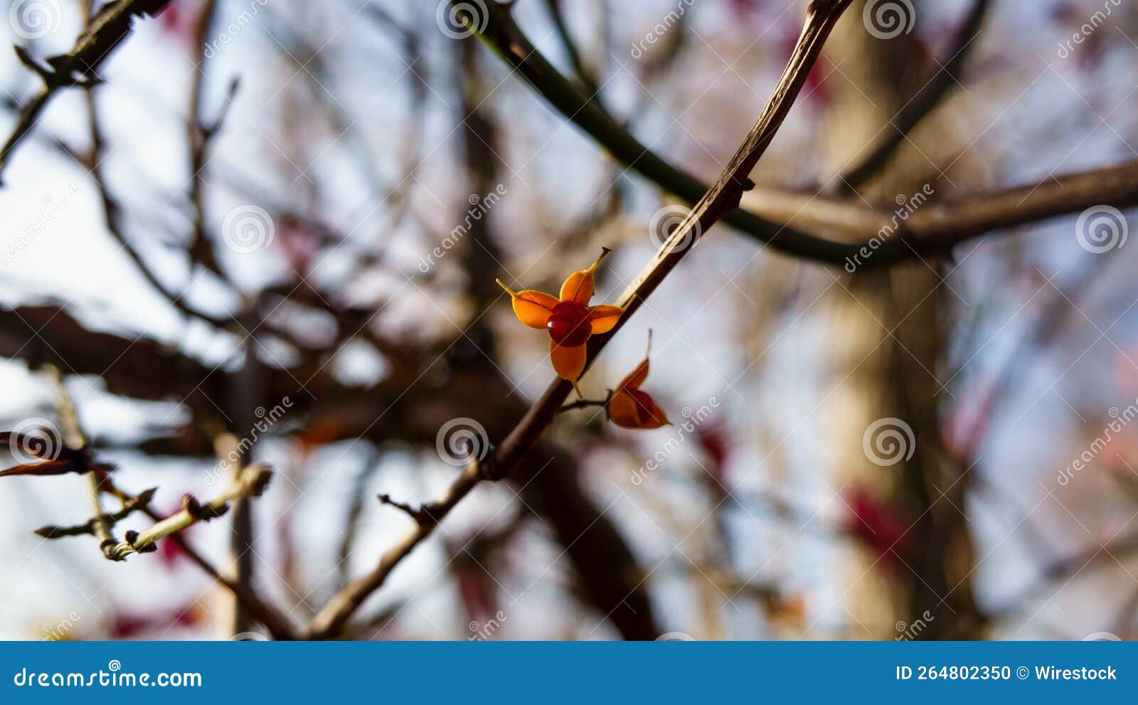 Close-up Shot of Oriental Bittersweet Grown on a Tree Stock Photo ...