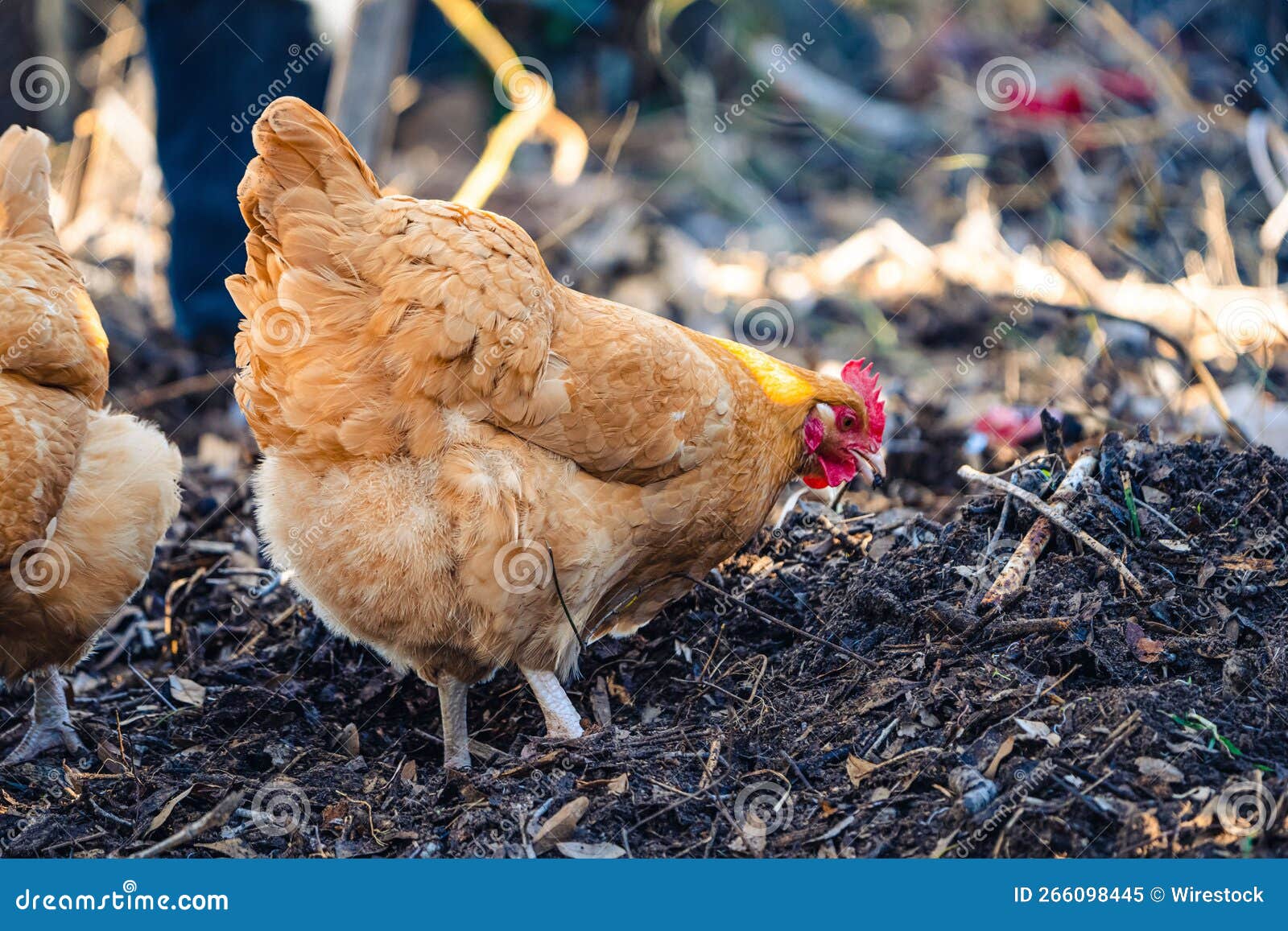 Close-up Shot of an Orpington Chicken Scratching for Bug Stock Image ...