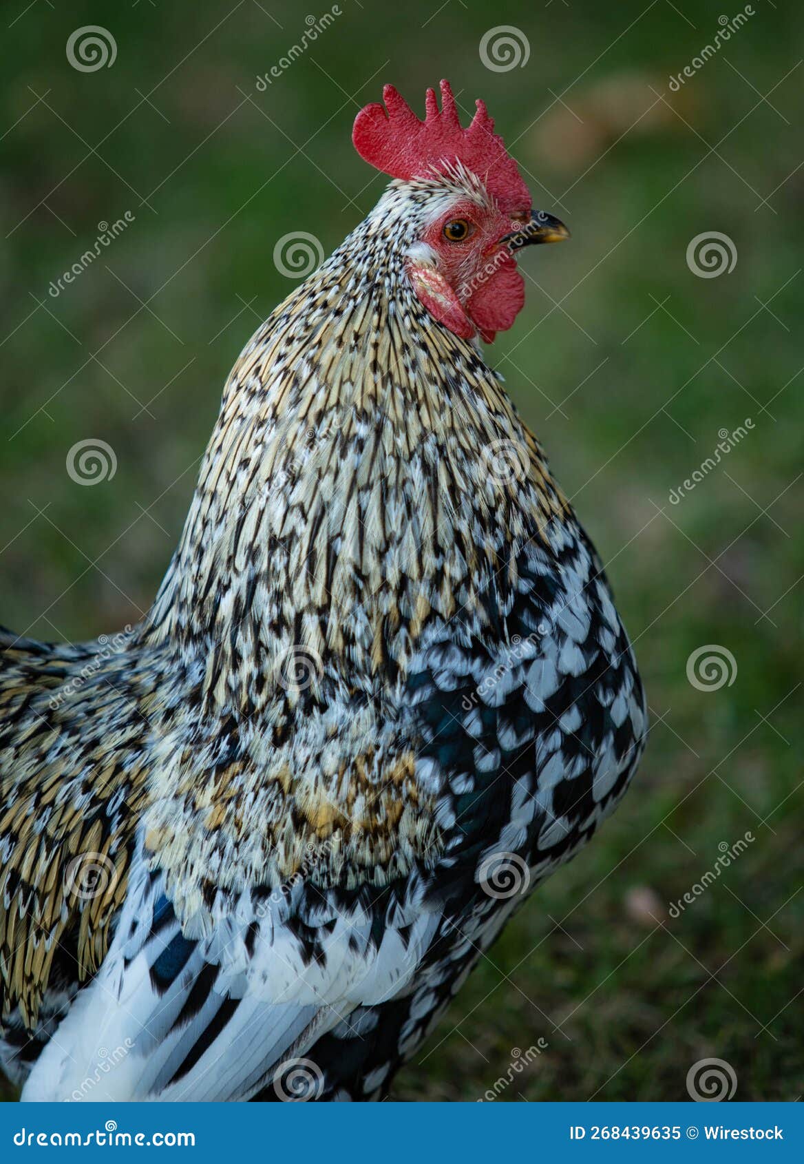 Orust Chicken Stock Photos - Free & Royalty-Free Stock Photos from ...