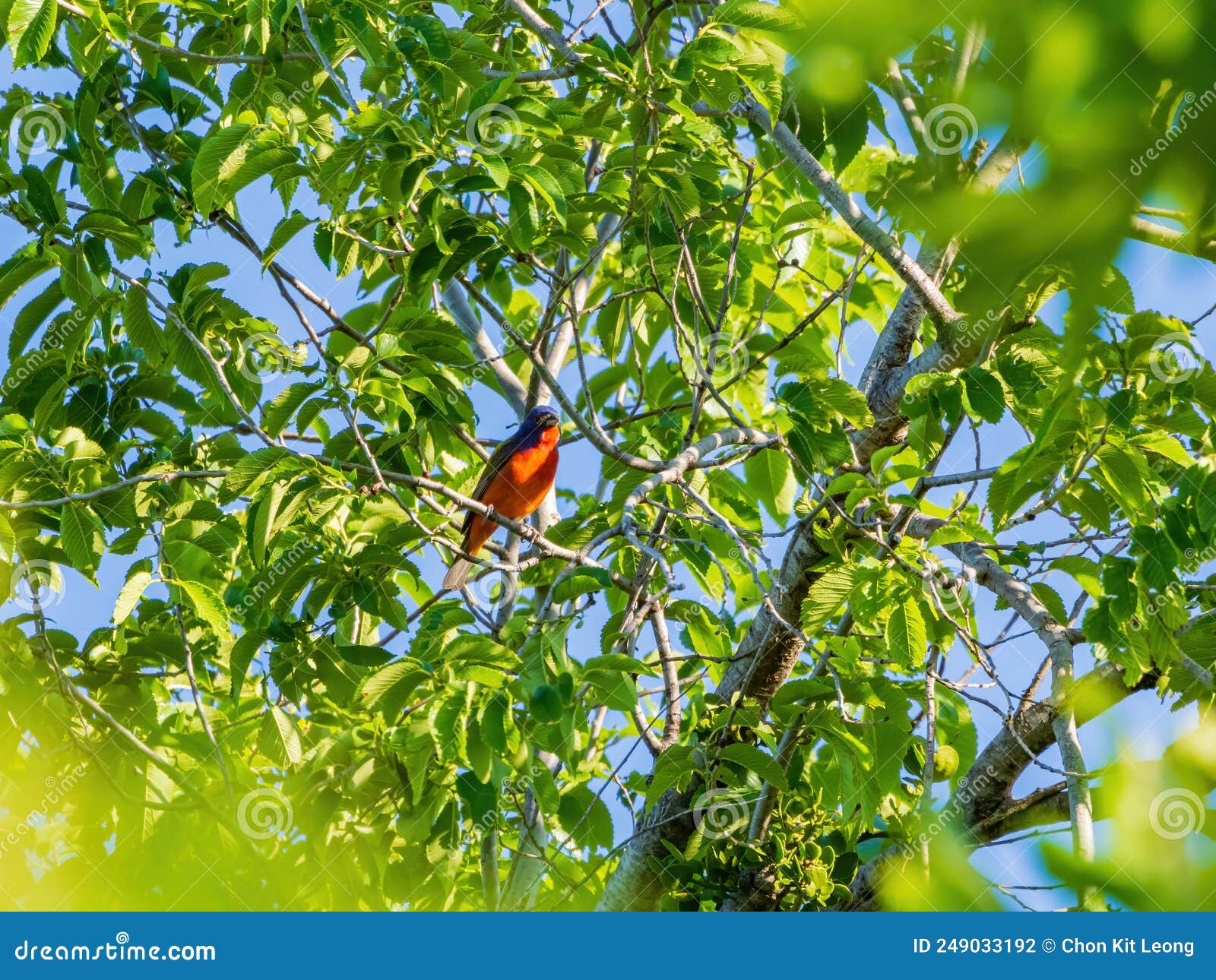 Close Up Shot of Painted Bunting on a Tree Stock Photo - Image of cute ...