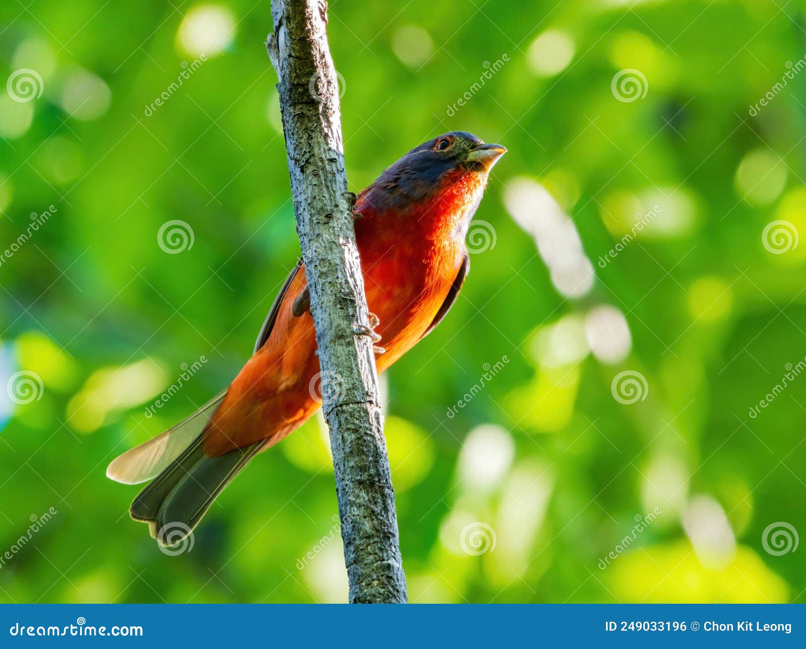 Close Up Shot of Painted Bunting on a Tree Stock Photo - Image of sunny ...
