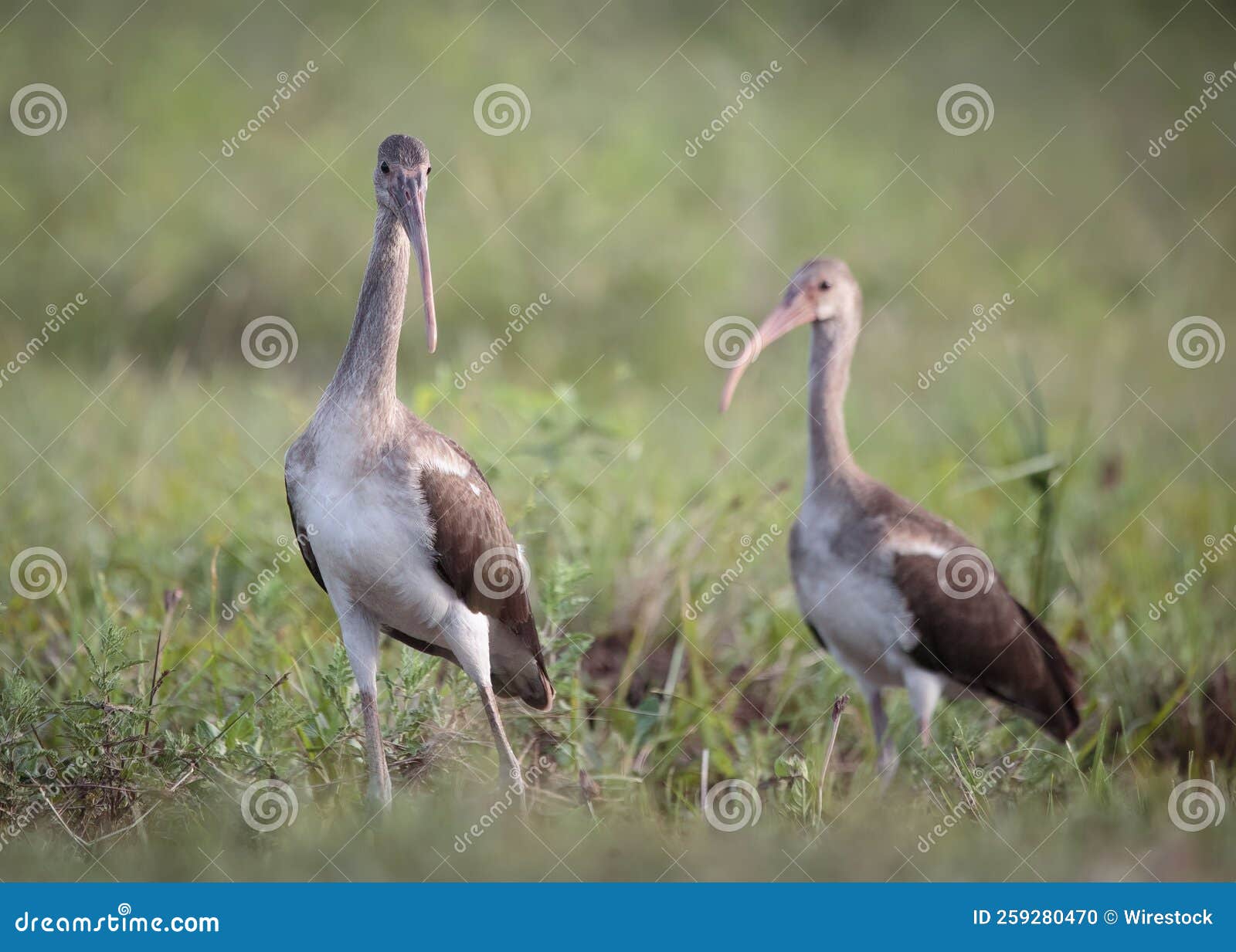 Close-up Shot of a Pair of Ibis Birds in a Field Stock Photo - Image of ...