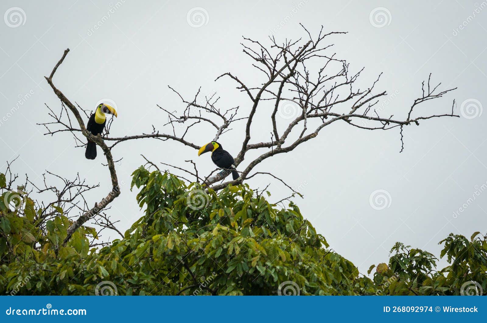 Close-up Shot of a Pair of Toucans Sitting on Tree Branches Stock Photo ...