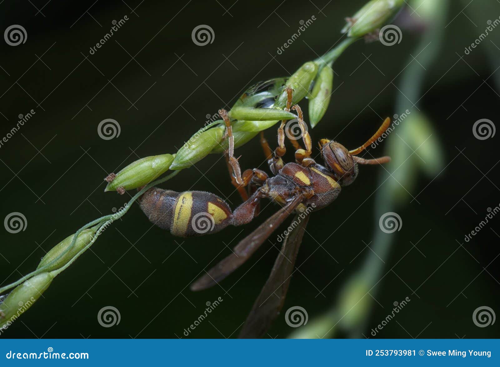 Close Up Shot of Paper Wasp Bee Stock Image - Image of nature, colony ...